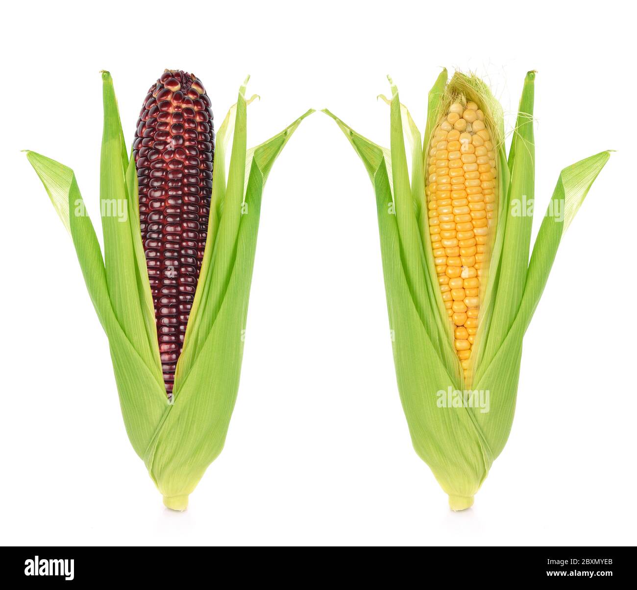 Fresh purple corn isolated on white background Stock Photo - Alamy