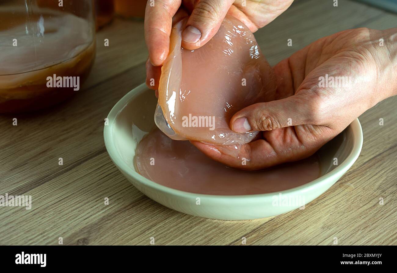 Hands holding scoby. Probiotic fermented drink Stock Photo - Alamy