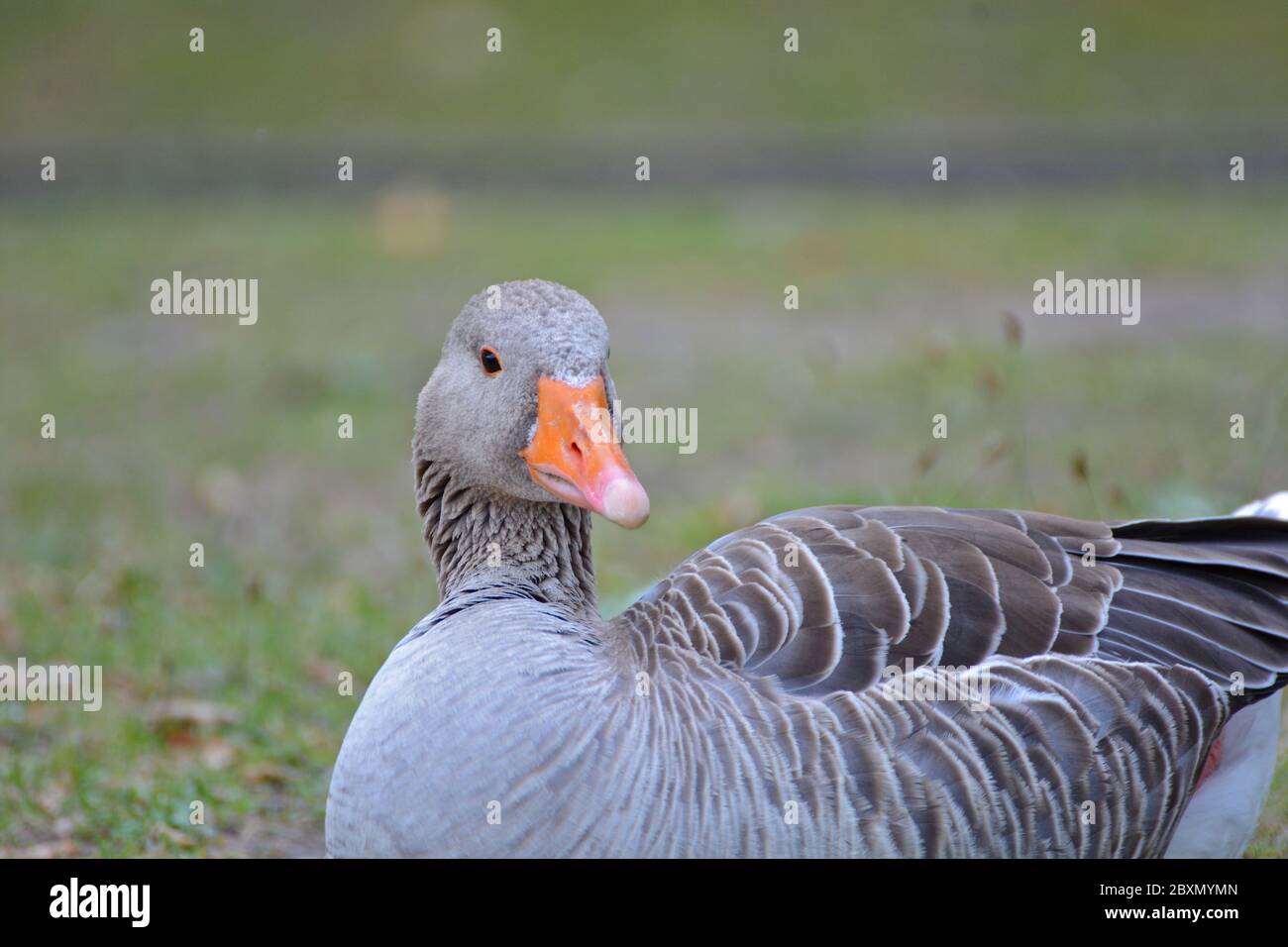 Goose feathers hi-res stock photography and images - Alamy