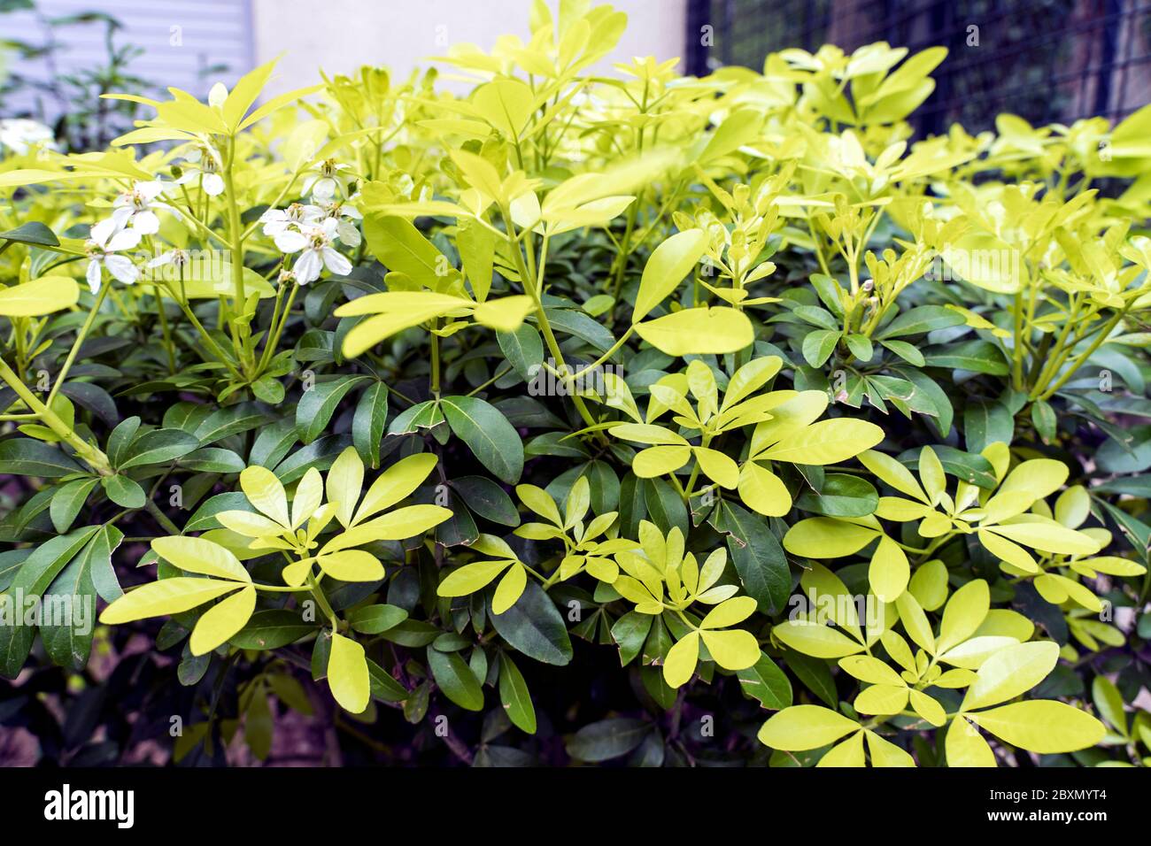 Two tones hi-res stock photography and images - Alamy