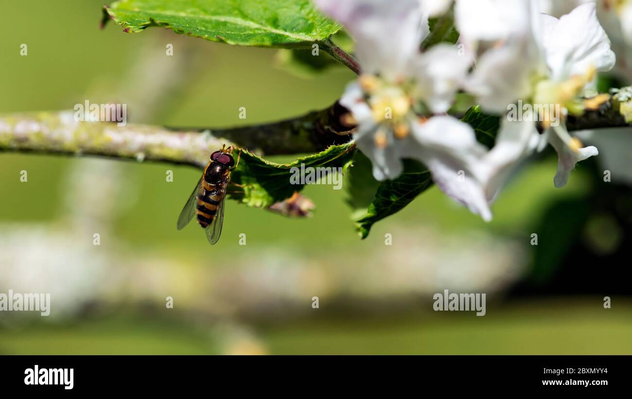 Fake wasp hi-res stock photography and images - Alamy