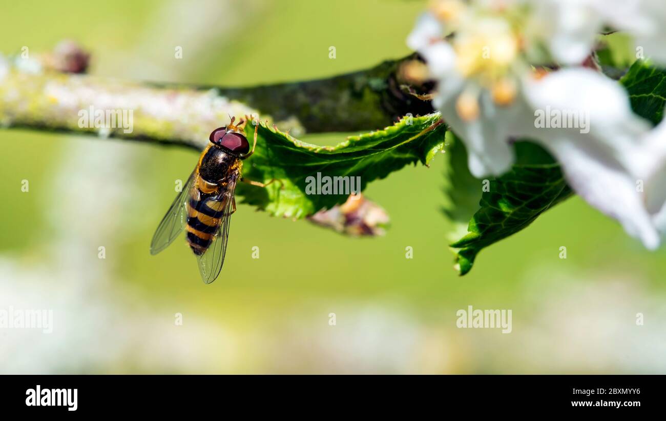 fake wasp fly resting on tree branch Stock Photo - Alamy