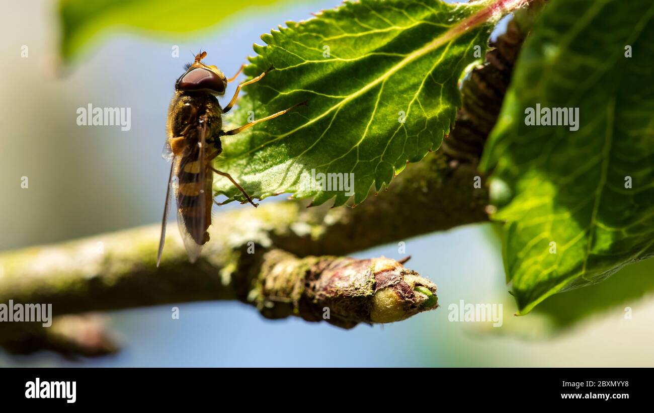 fake wasp fly resting on tree branch Stock Photo - Alamy