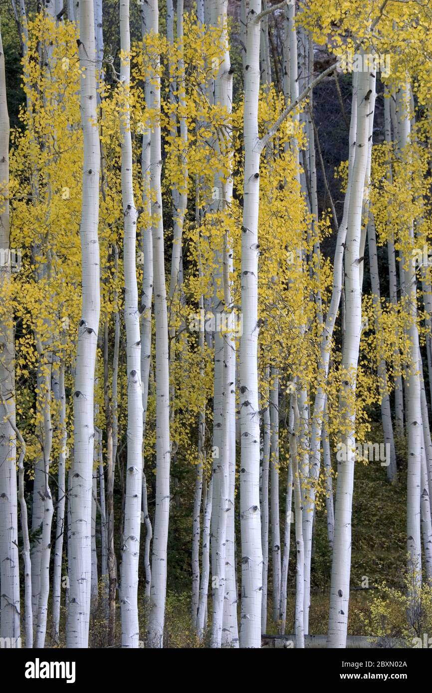 Populus tremu hi-res stock photography and images - Alamy