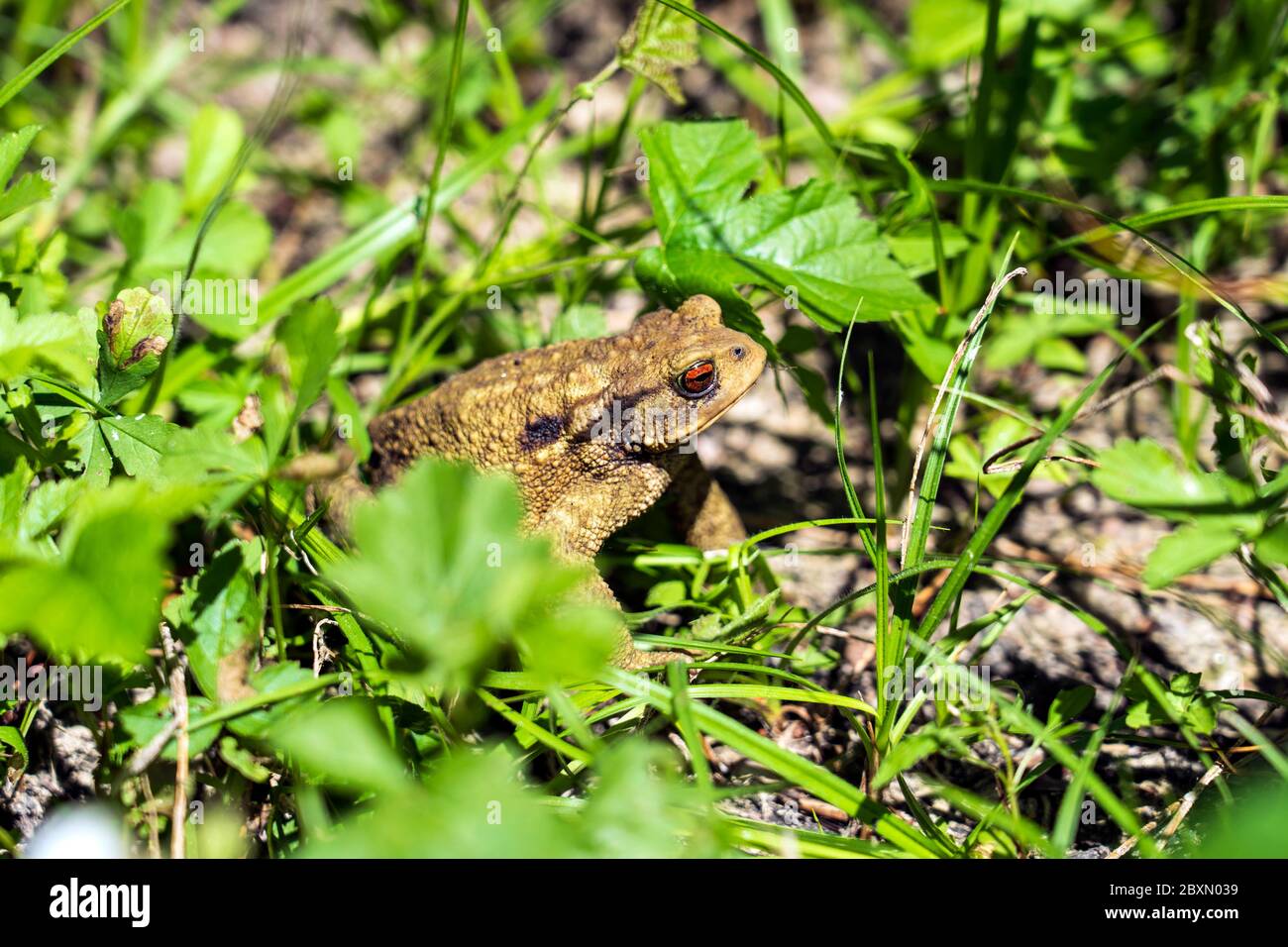 Red eyed toad on grass Stock Photo - Alamy
