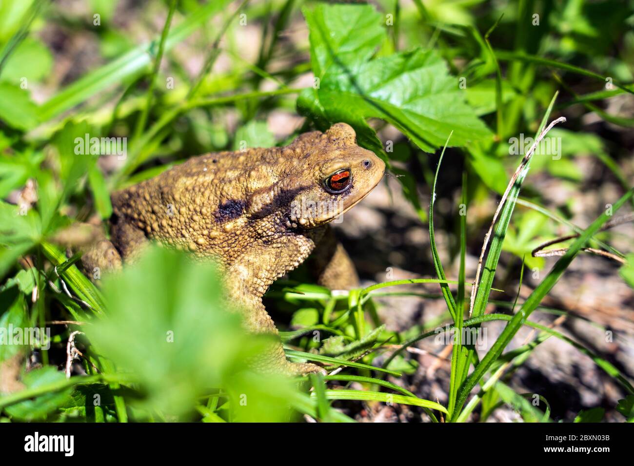 Red eyed toad on grass Stock Photo - Alamy