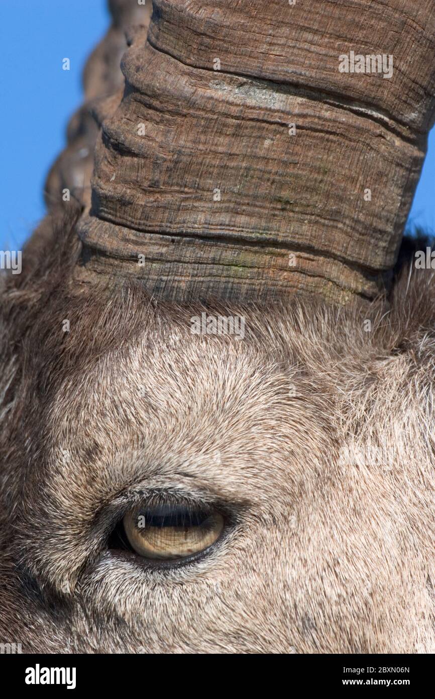 Ibex eye hi-res stock photography and images - Alamy