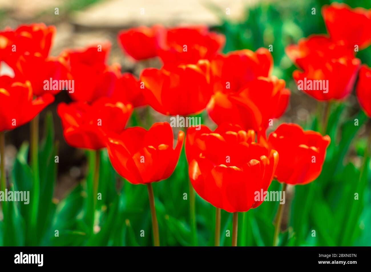 Group of colorful tulip. Real live red tulips blooming in early spring ...