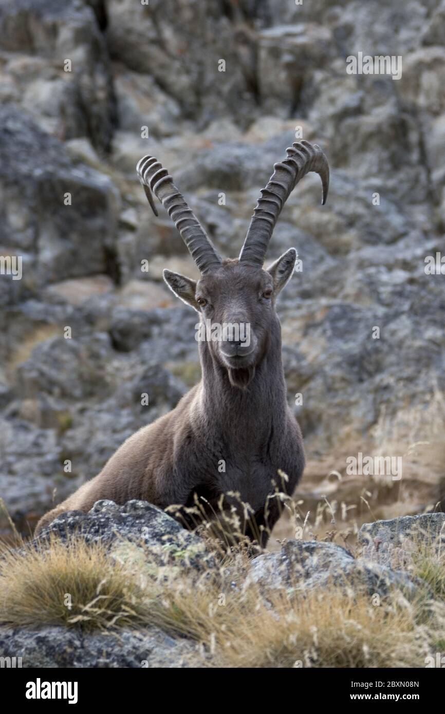Alpine Ibex, austria, alps, europe Stock Photo - Alamy
