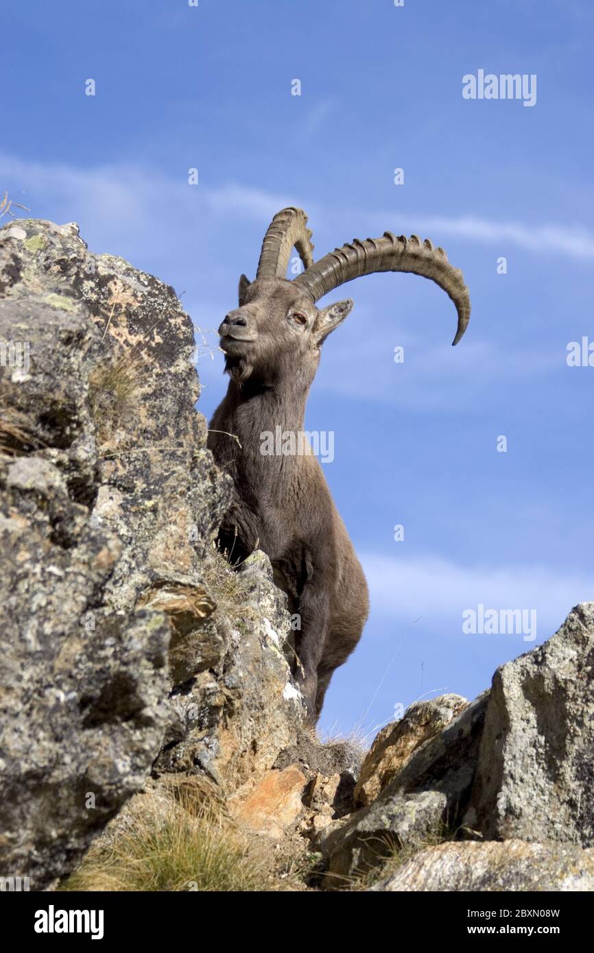 Alpine ibex climbing hi-res stock photography and images - Alamy