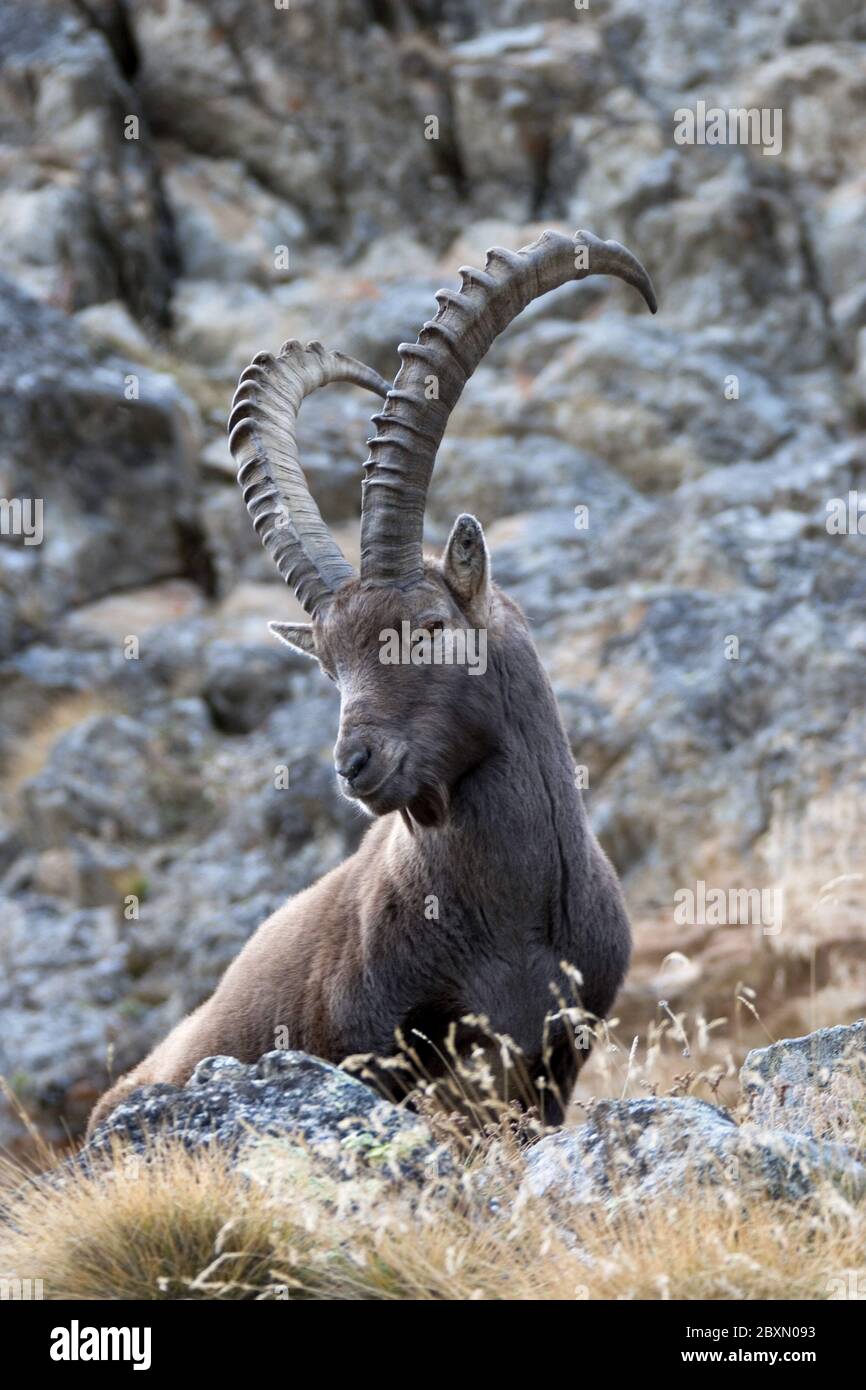 Alpine Ibex, austria, alps, europe Stock Photo - Alamy