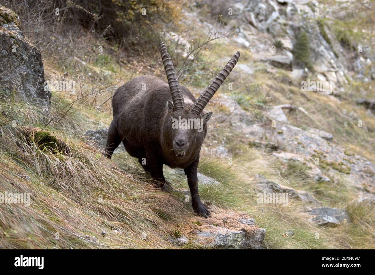 Grand paradiso animal hi-res stock photography and images - Alamy