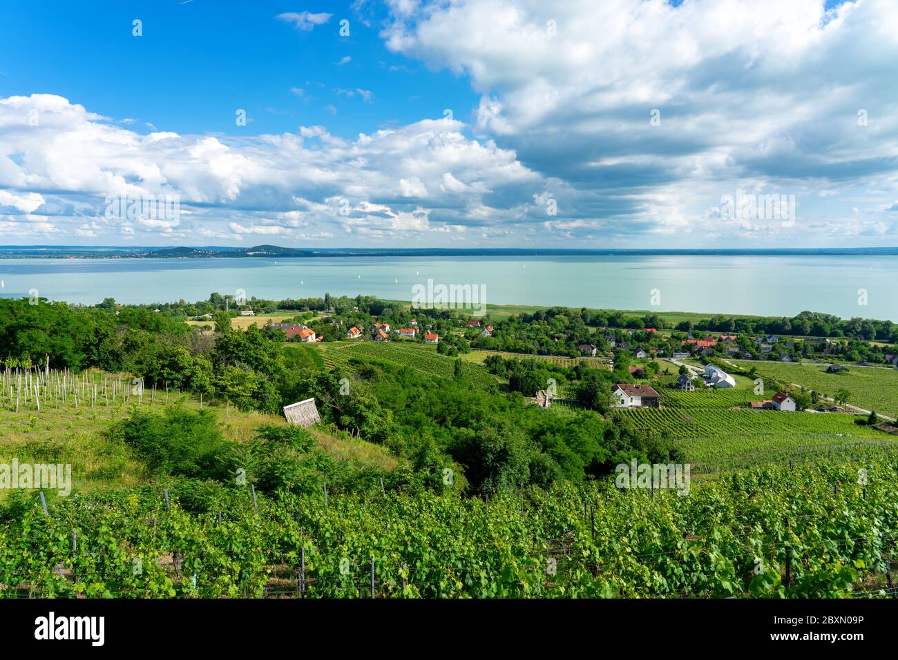 Beautiful green landscape vineyards hi-res stock photography and images ...