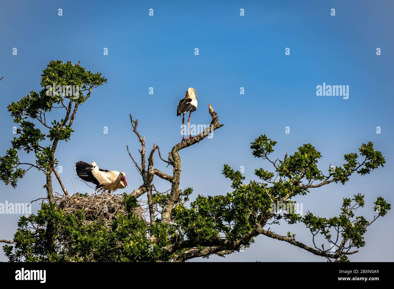 The Storks at Knepp Rewilding Stock Photo - Alamy