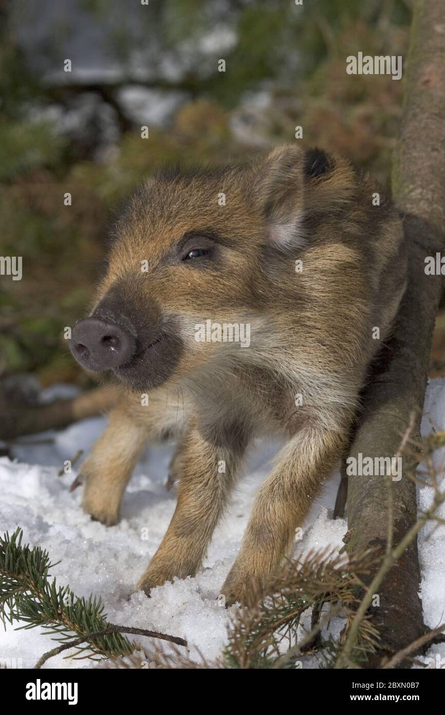 Wild Board piglets, germany Stock Photo - Alamy