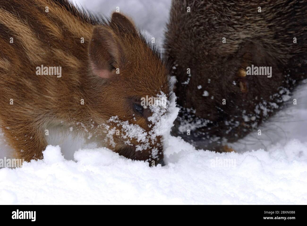 Wild Board piglets, germany Stock Photo - Alamy