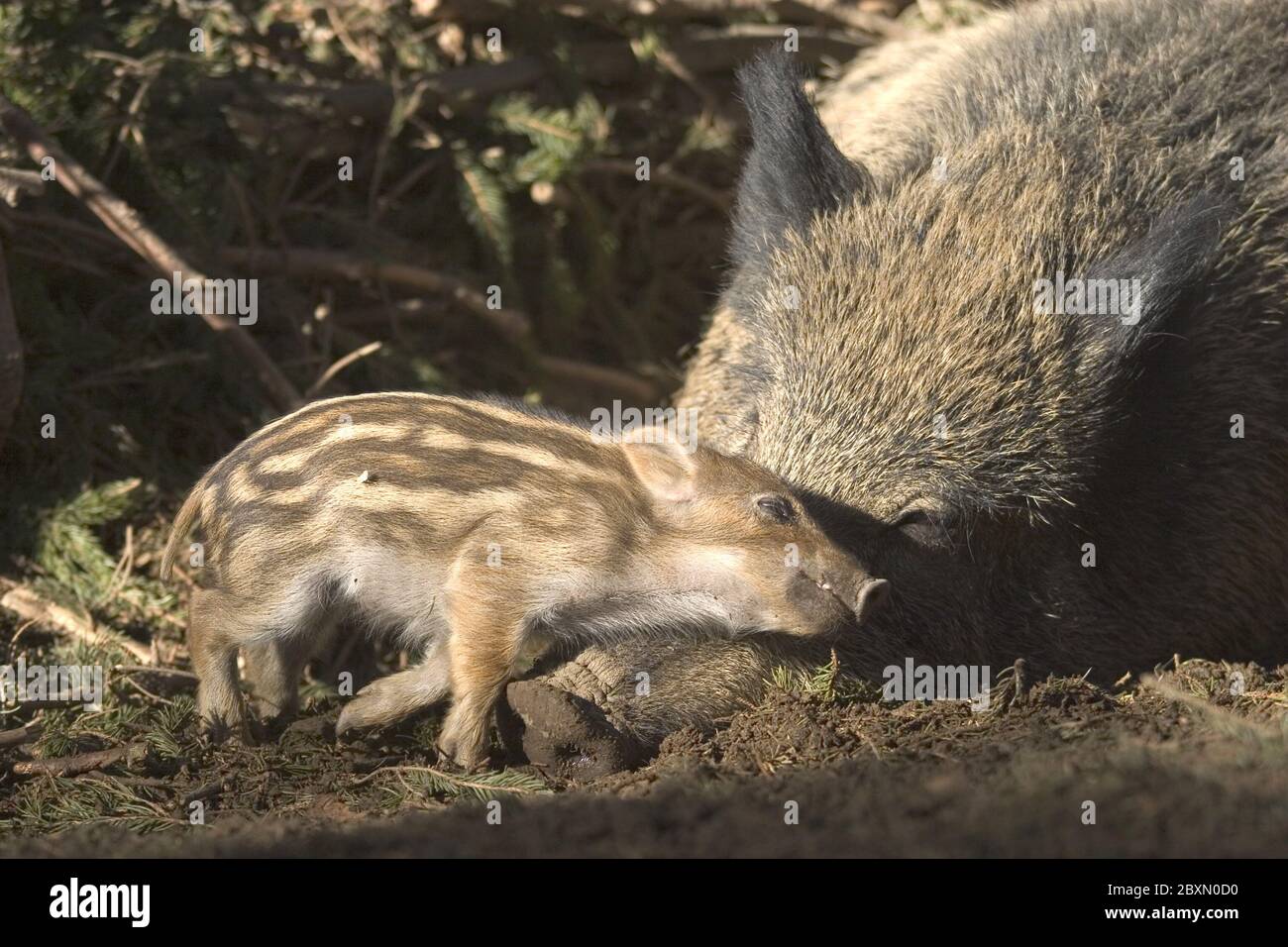 Wild Board piglets, germany Stock Photo - Alamy