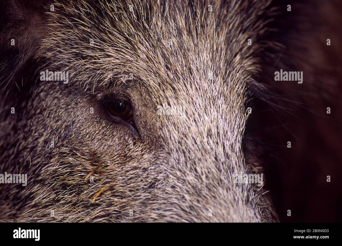 Wild Boar, germany Stock Photo - Alamy