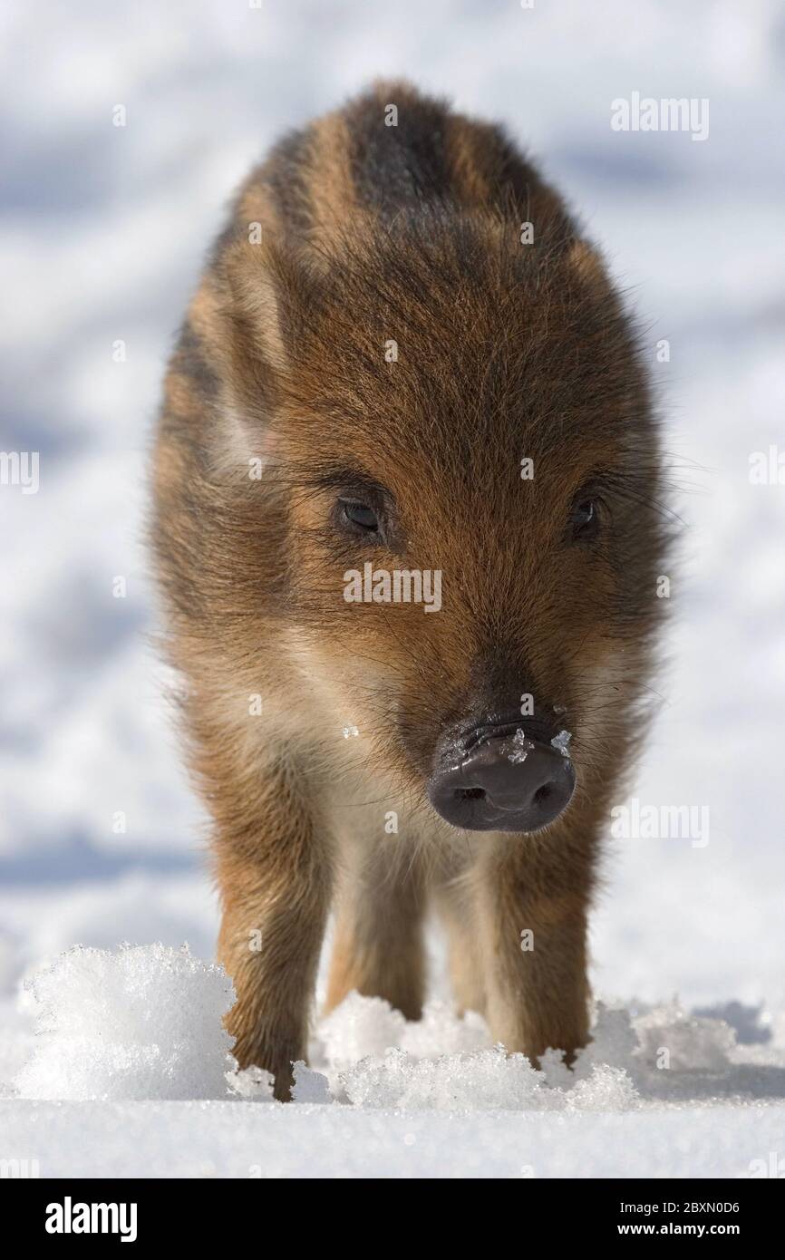 Wild Board piglets, germany Stock Photo - Alamy