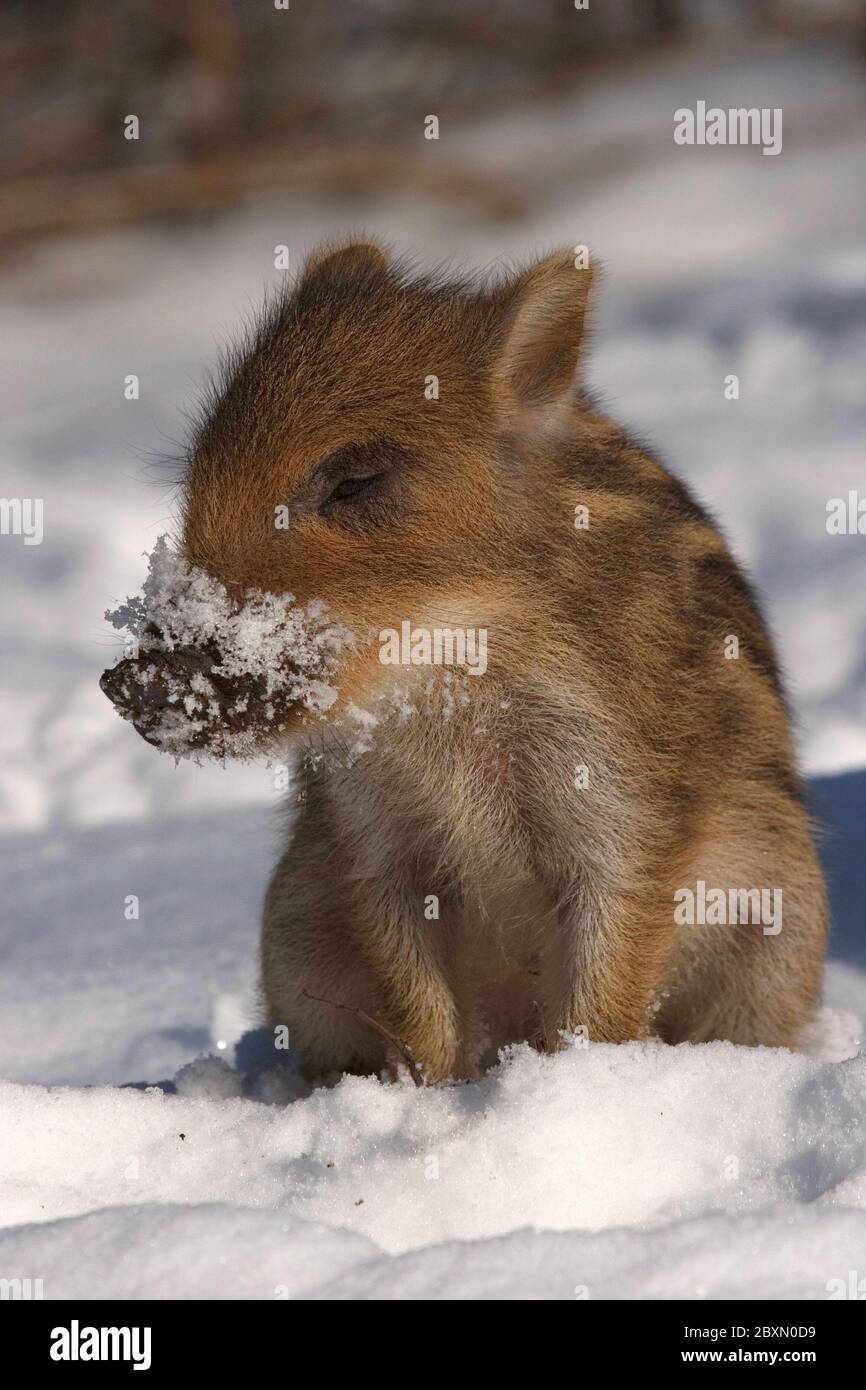 Wild Board piglets, germany Stock Photo - Alamy