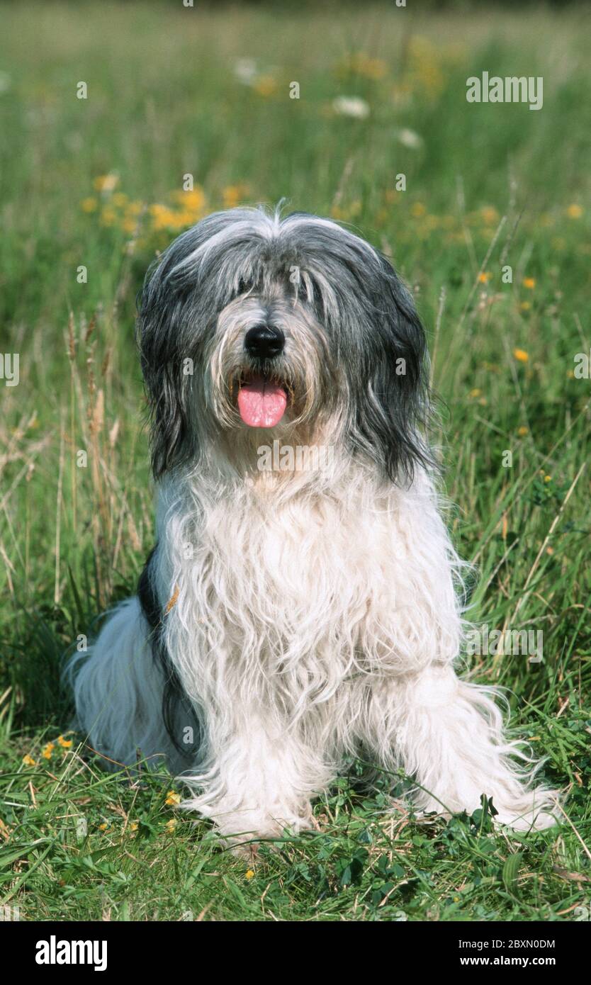 Polish Lowland Sheepdog Stock Photo - Alamy