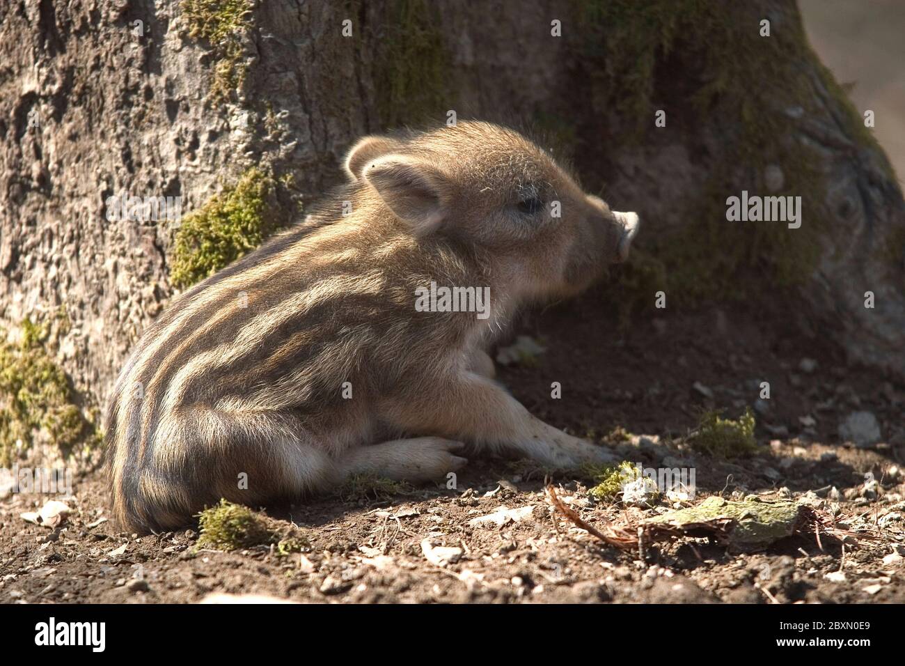 Wild Boar, germany Stock Photo - Alamy