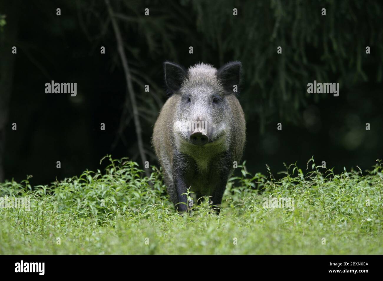 Wild Boar, germany Stock Photo - Alamy