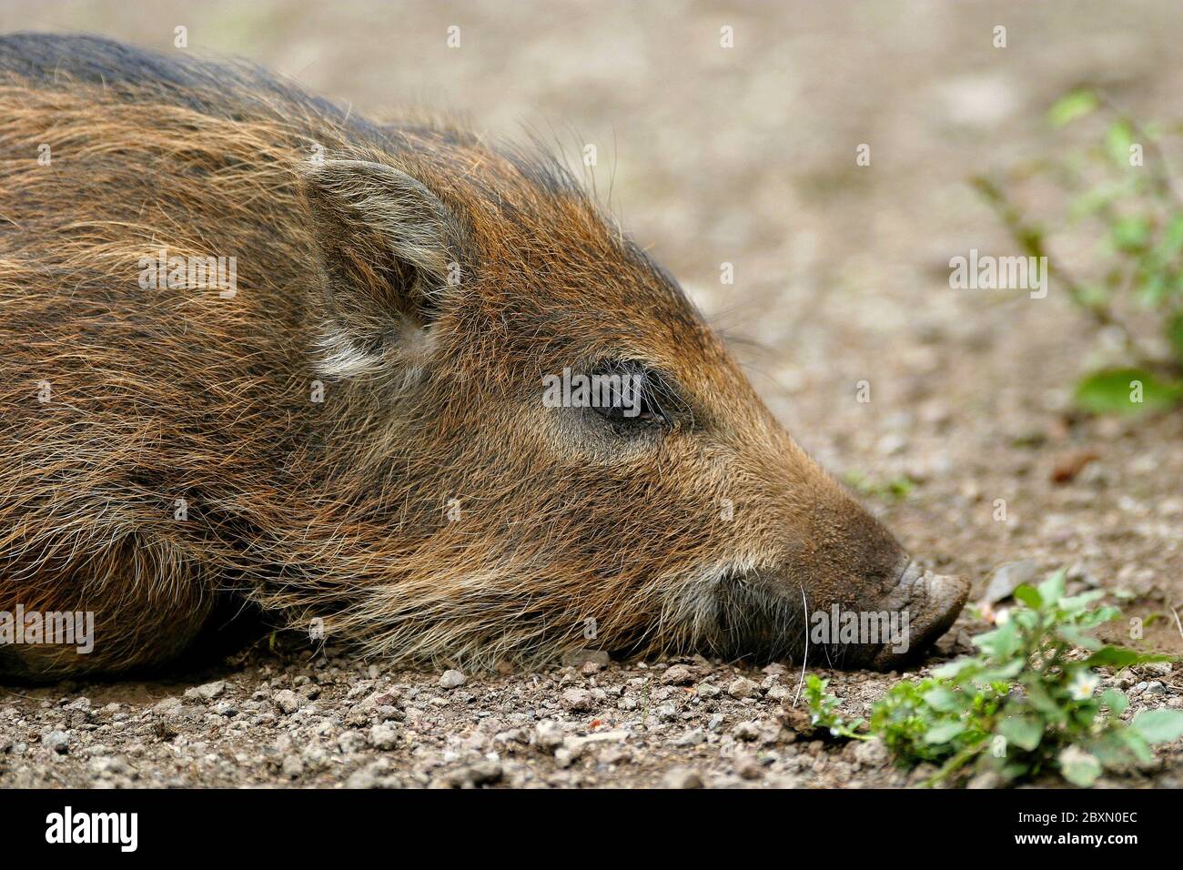 Wild Board piglets, germany Stock Photo - Alamy