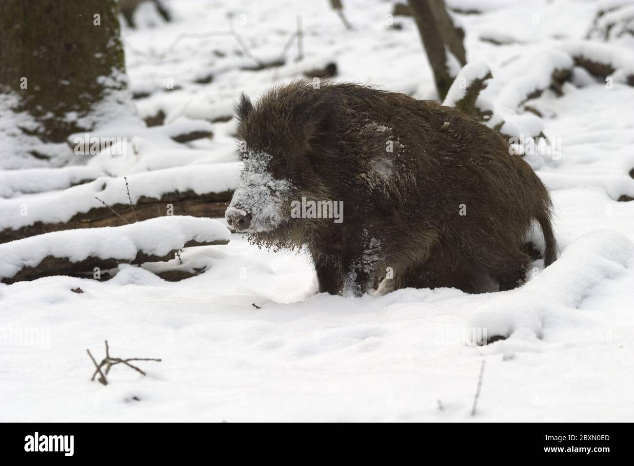 Wild Boar, germany Stock Photo - Alamy
