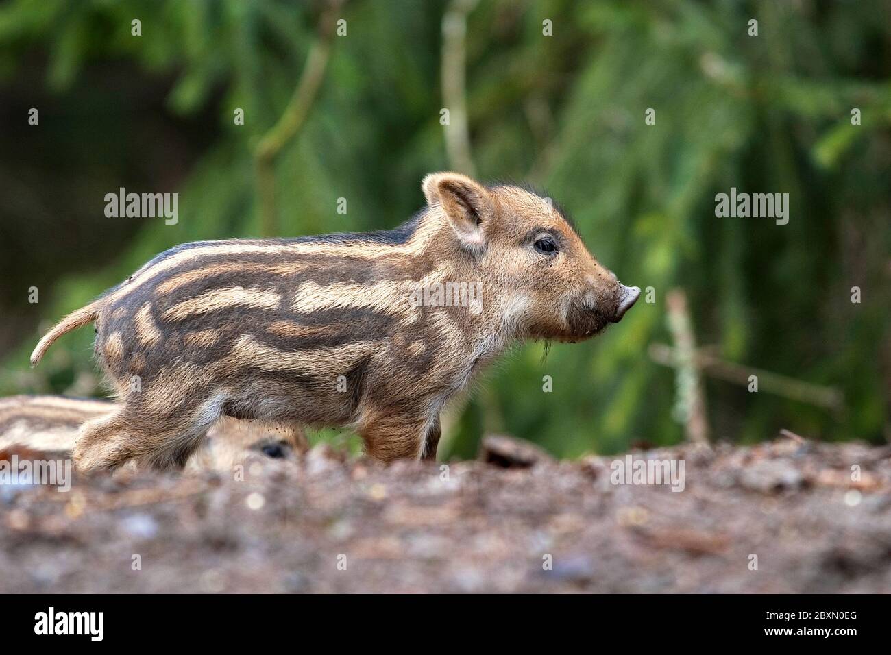 Wild Board piglets, germany Stock Photo - Alamy