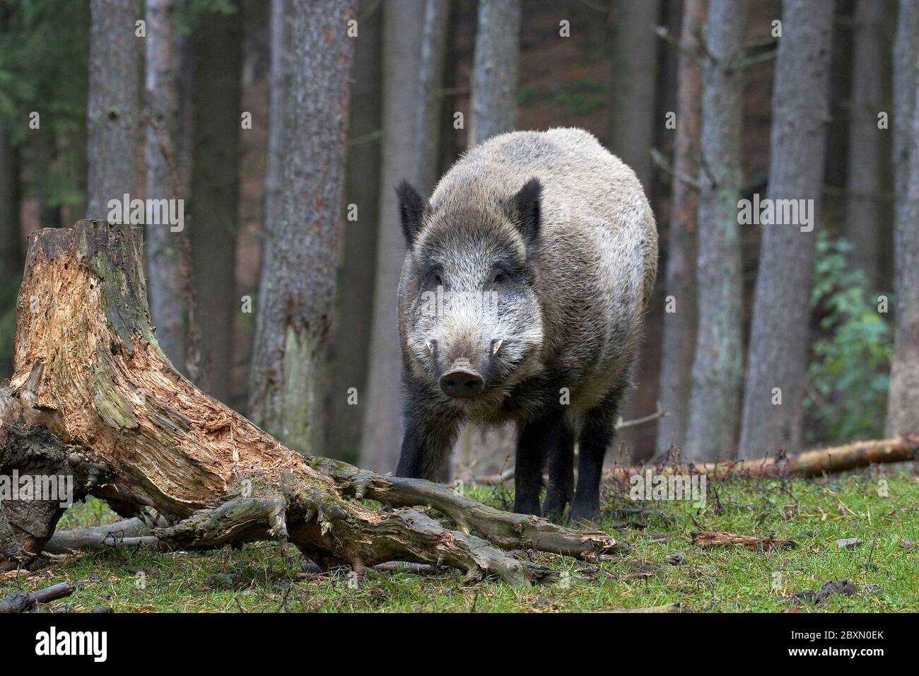Wild Boar, germany Stock Photo - Alamy