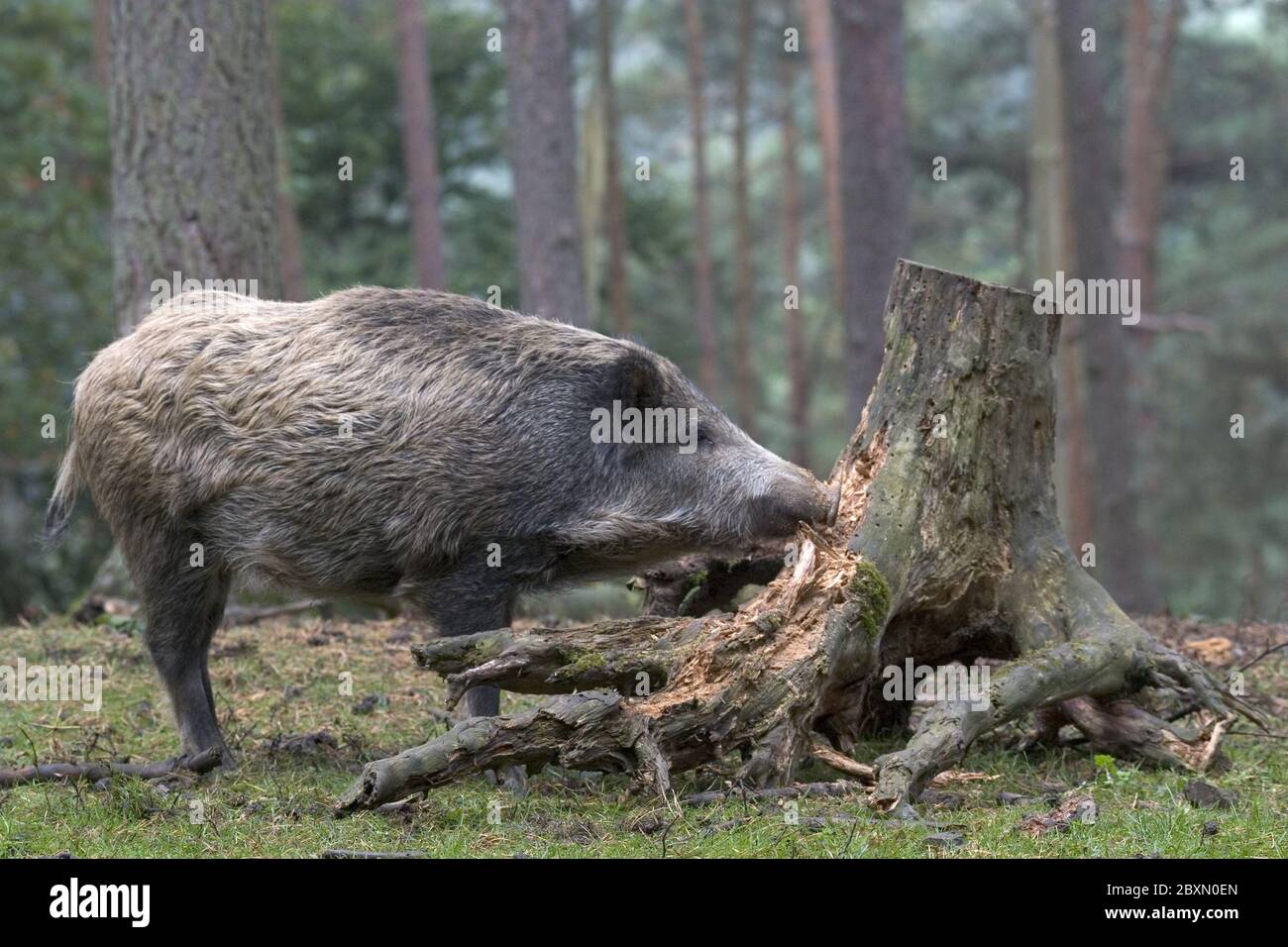 Wild Boar, germany Stock Photo - Alamy