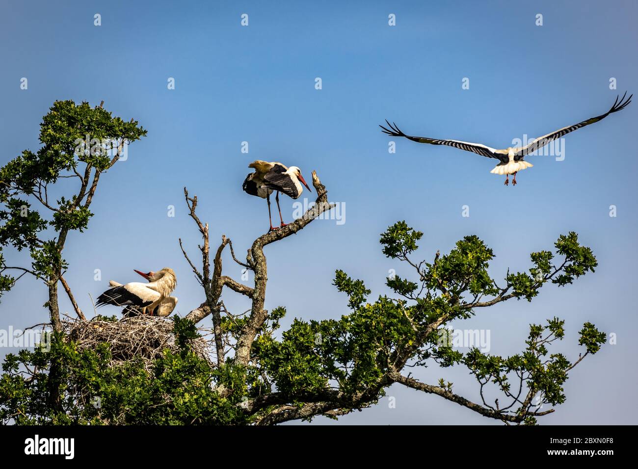 The Storks at Knepp Rewilding Stock Photo - Alamy