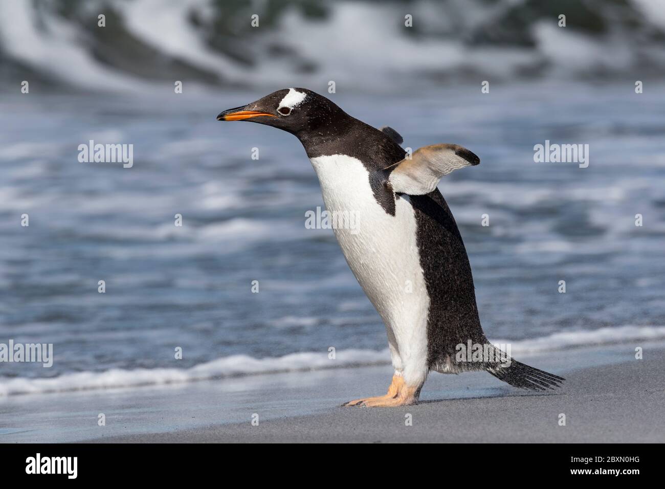 Penguin stretching hi-res stock photography and images - Alamy