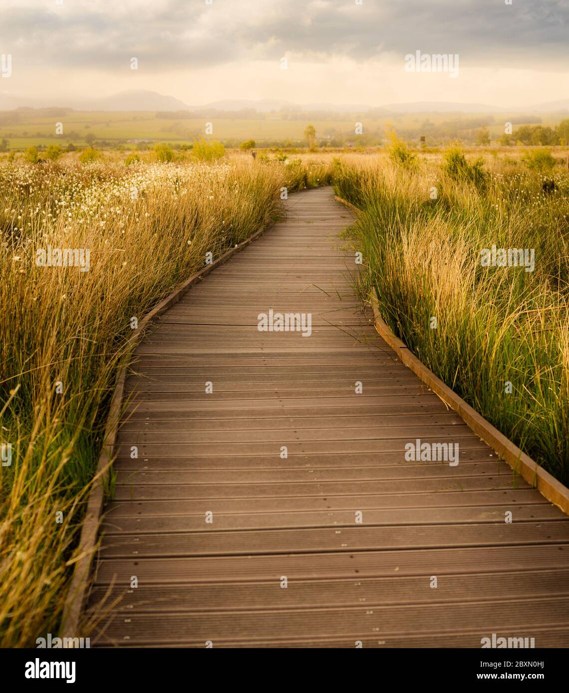 Walkway through long grass hi-res stock photography and images - Alamy