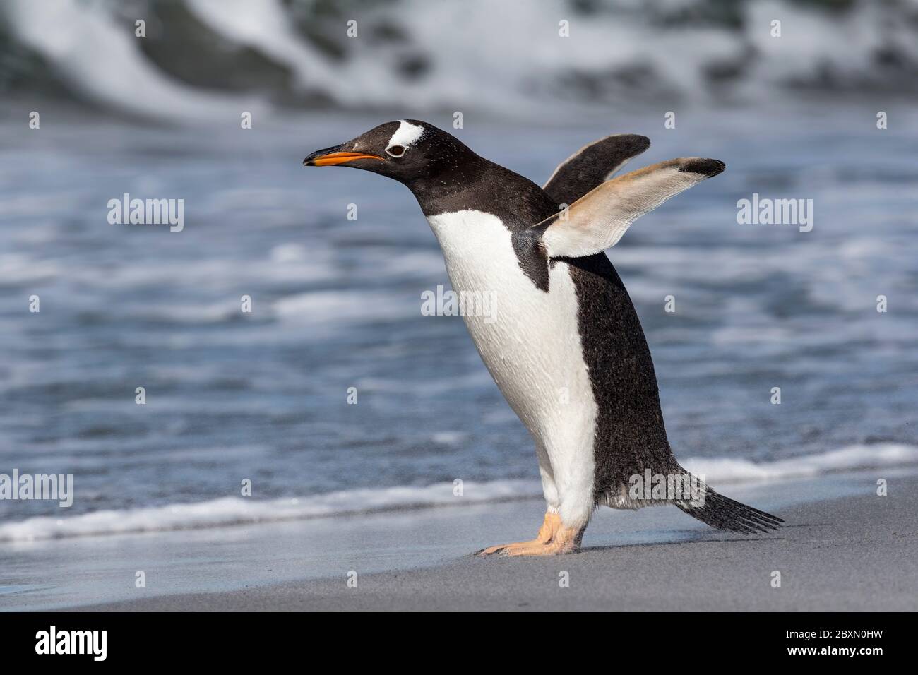Penguin stretching hi-res stock photography and images - Alamy