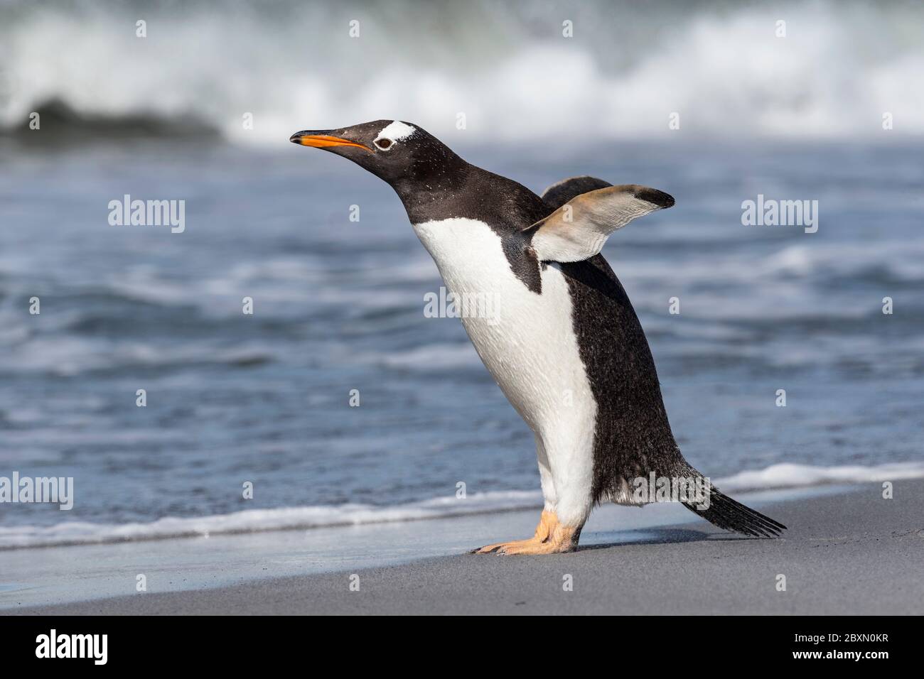 Penguin stretching hi-res stock photography and images - Alamy