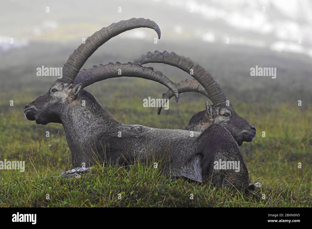 Alpine Ibex, austria, alps, europe Stock Photo - Alamy