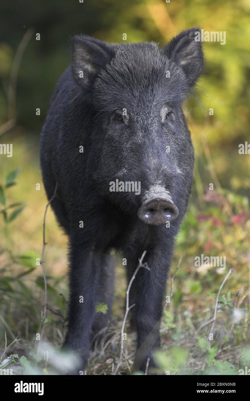 Wild Boar, germany Stock Photo - Alamy
