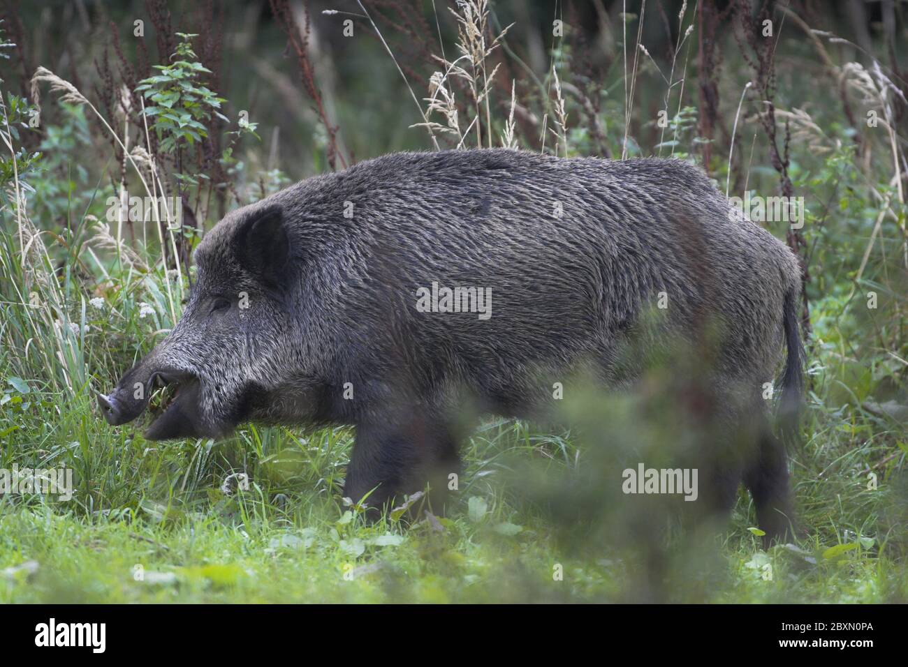 Wild Boar, germany Stock Photo - Alamy