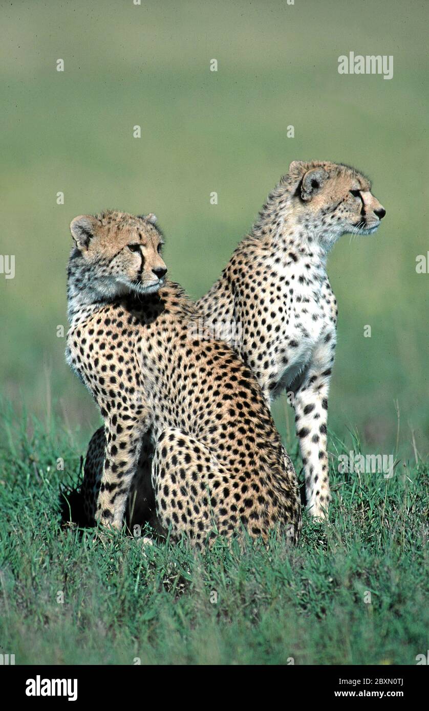 Cheetah, Acinonyx jubatus, Africa Stock Photo - Alamy