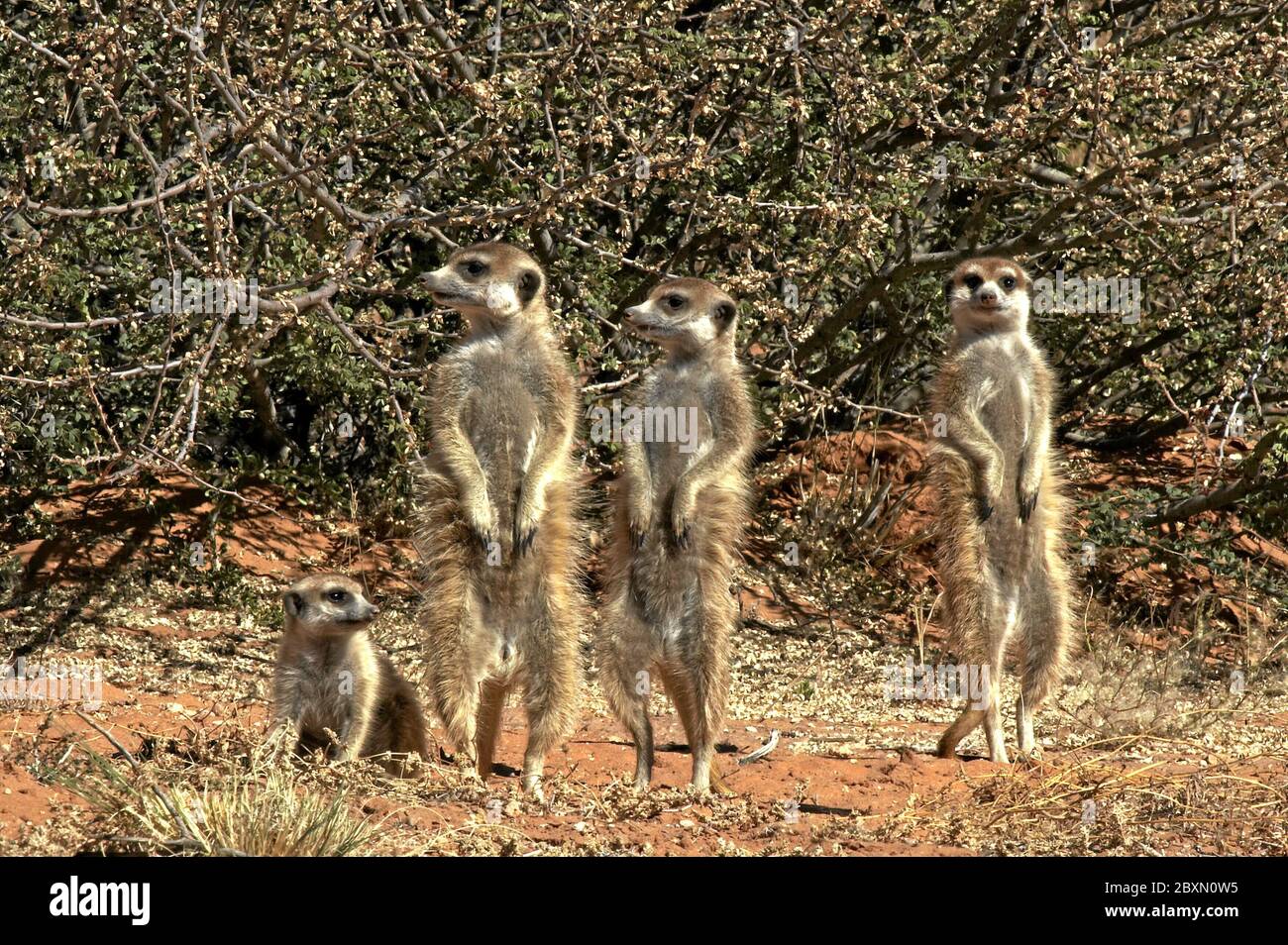 Suricate, South Africa Stock Photo - Alamy
