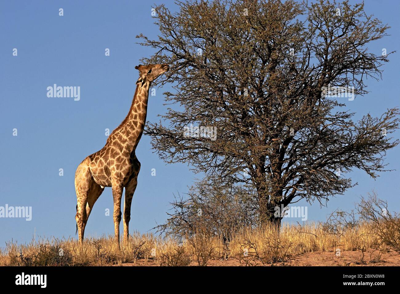 African giraffe hi-res stock photography and images - Alamy