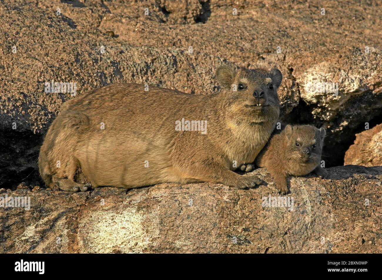 Rock dassie with baby hi-res stock photography and images - Alamy