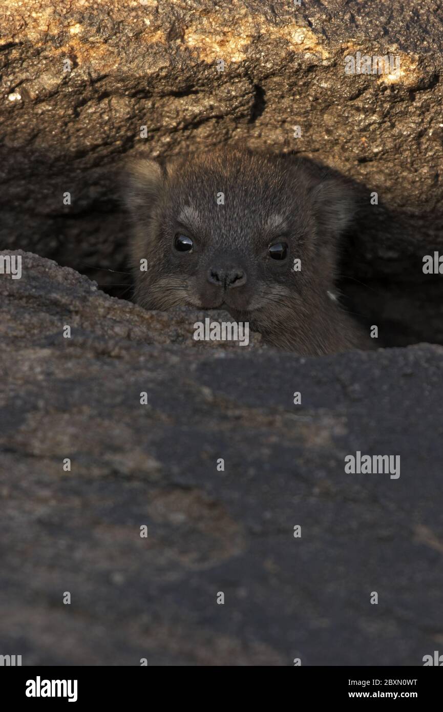 Rock dassie with baby hi-res stock photography and images - Alamy