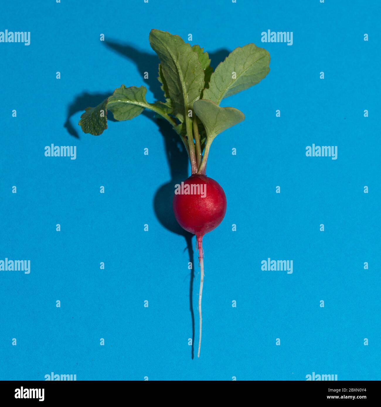 One raw radish on blue surface Stock Photo - Alamy