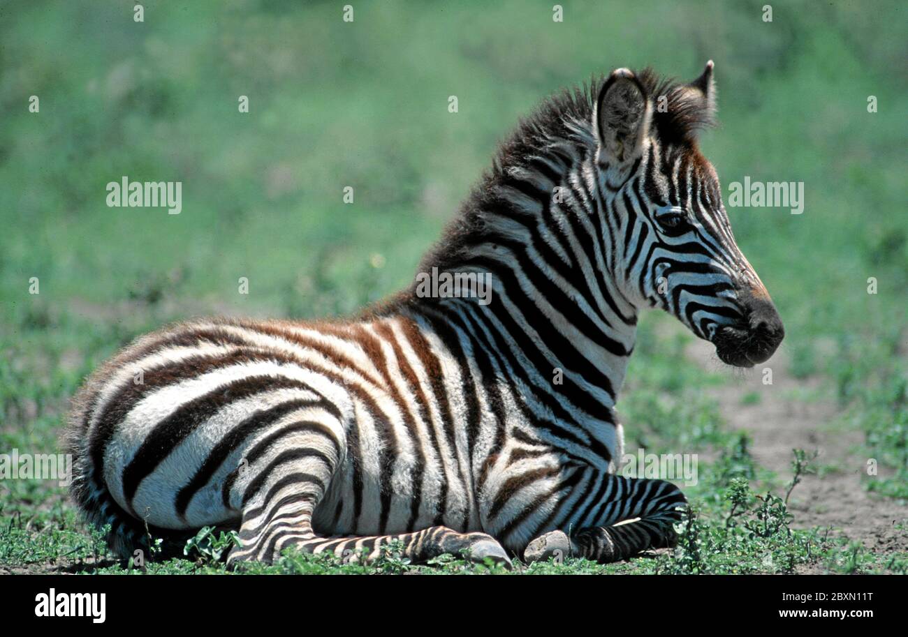 Common Zebra, Africa Stock Photo - Alamy