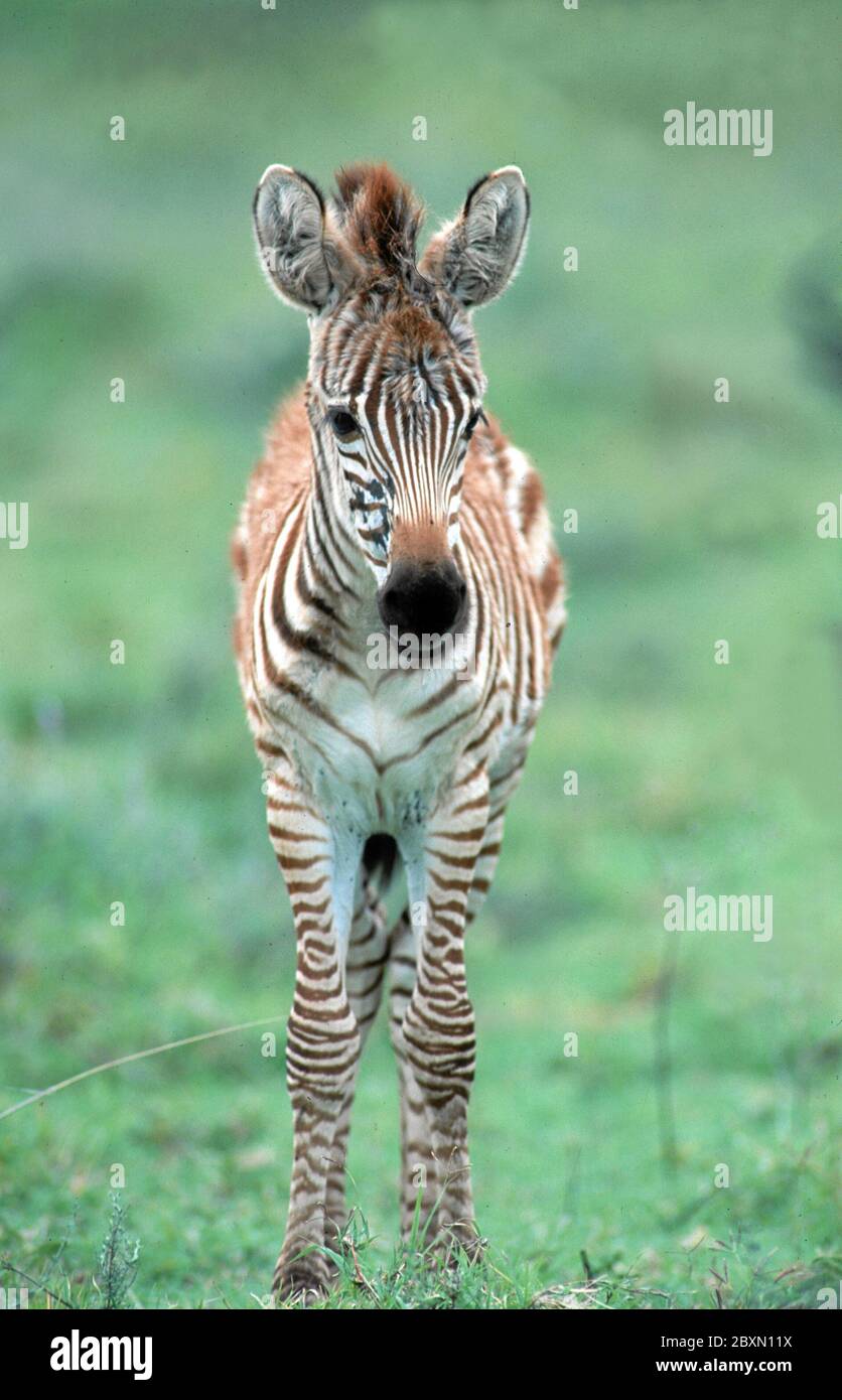 Common Zebra, Africa Stock Photo - Alamy