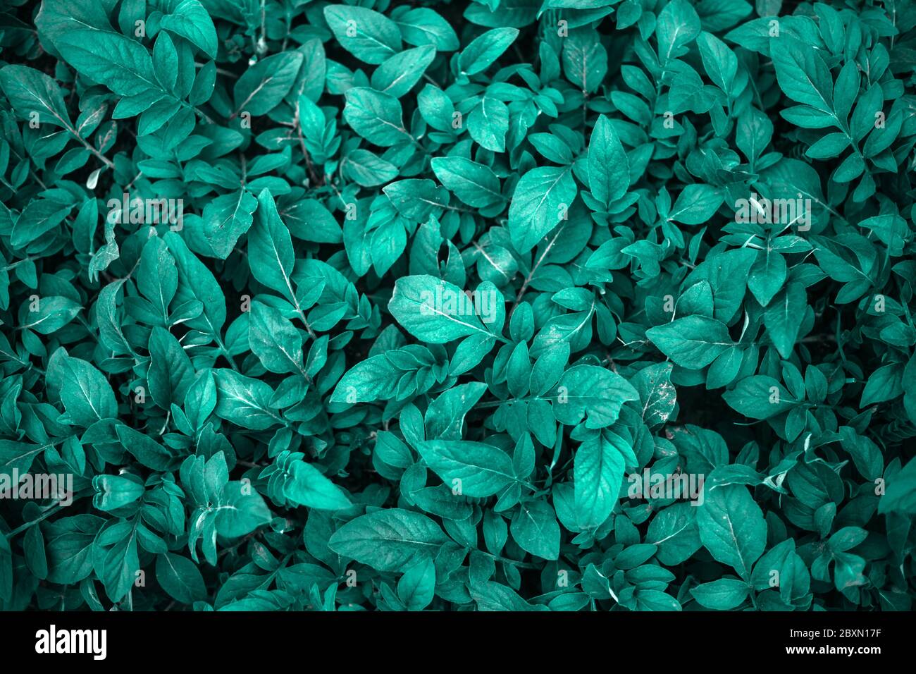 Blue leaves background. Toned botanical texture for backdrops of grass ...