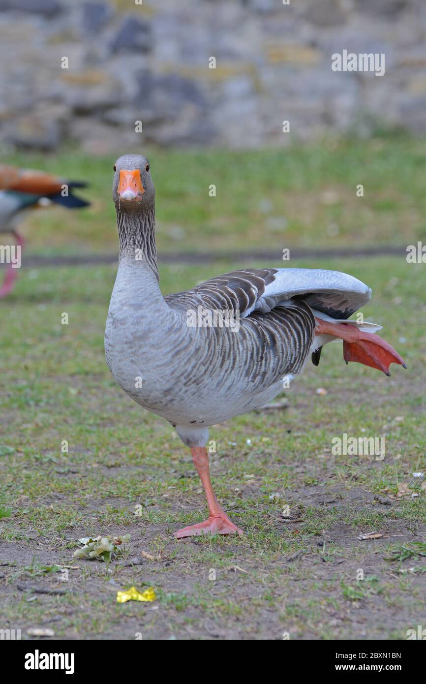 A Greylag goose standing and stretching her leg Stock Photo - Alamy